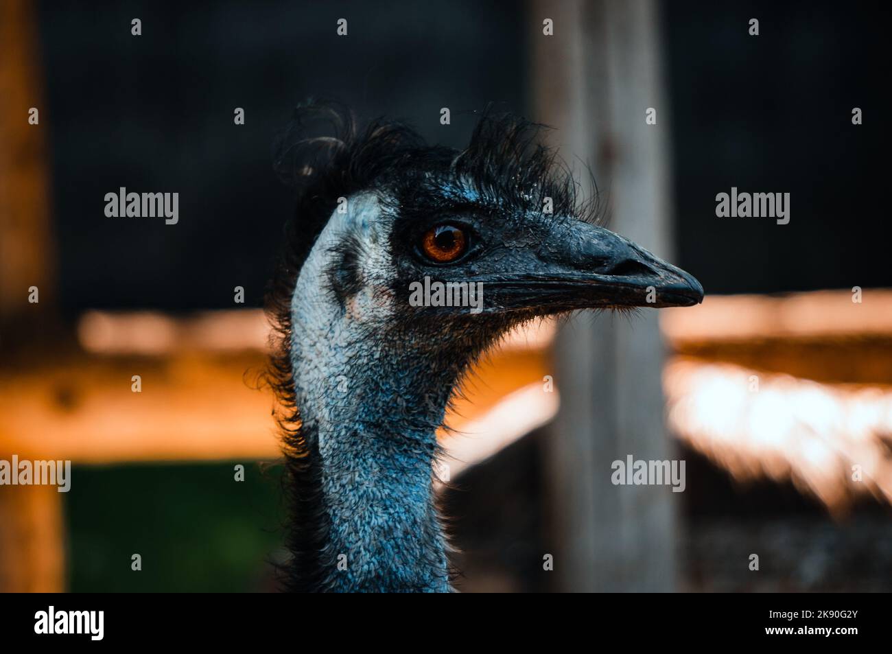 King island emu hi-res stock photography and images - Alamy