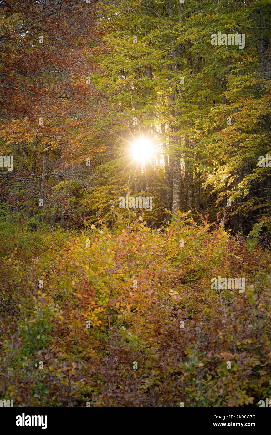 A vertical shot of dense colorful trees with the shining sun in the ...
