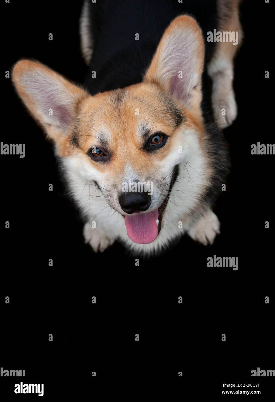 Favorite breed of queen elizabeth ii hi-res stock photography and ...