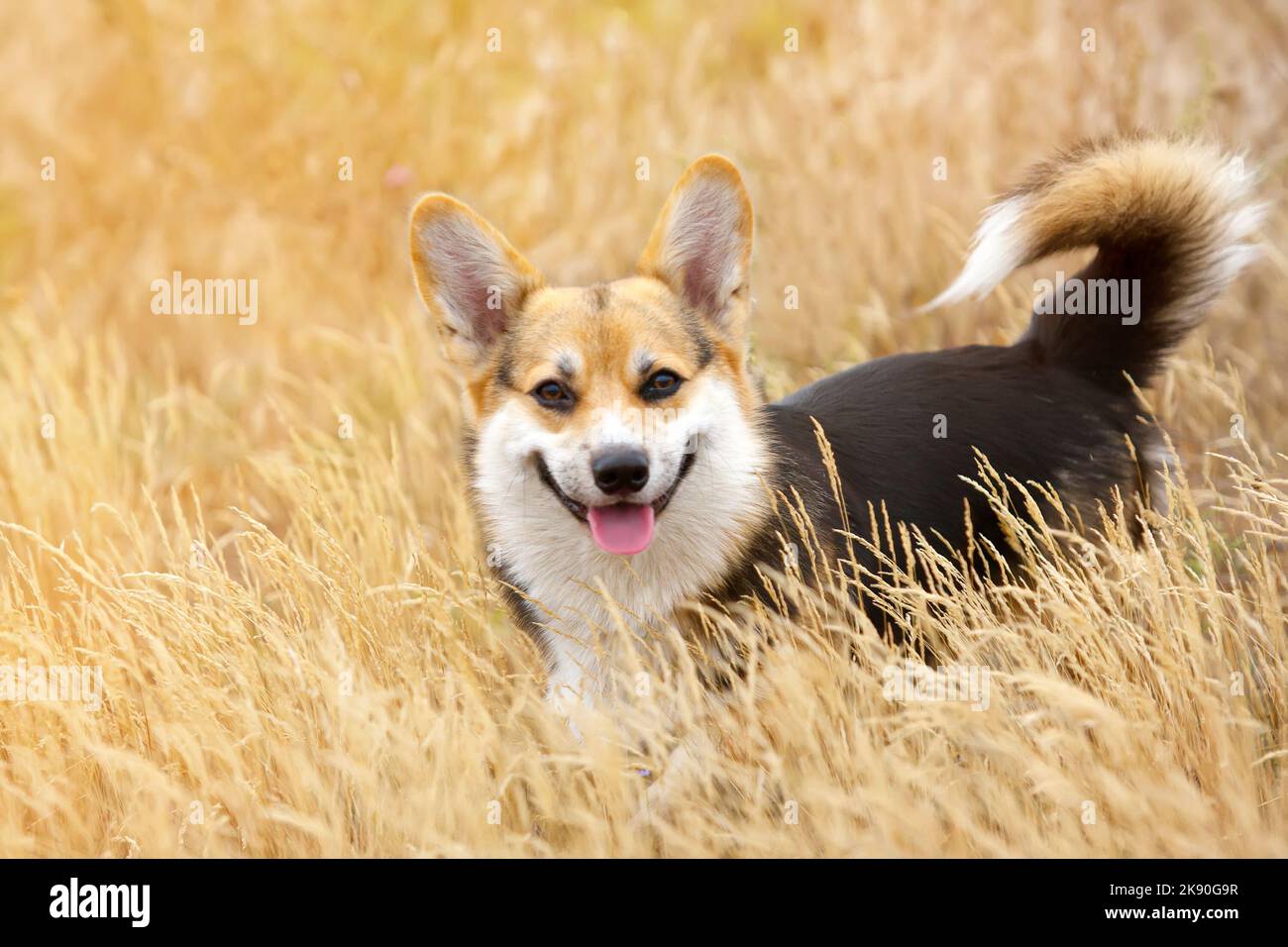 Ginger corgi hi-res stock photography and images - Alamy