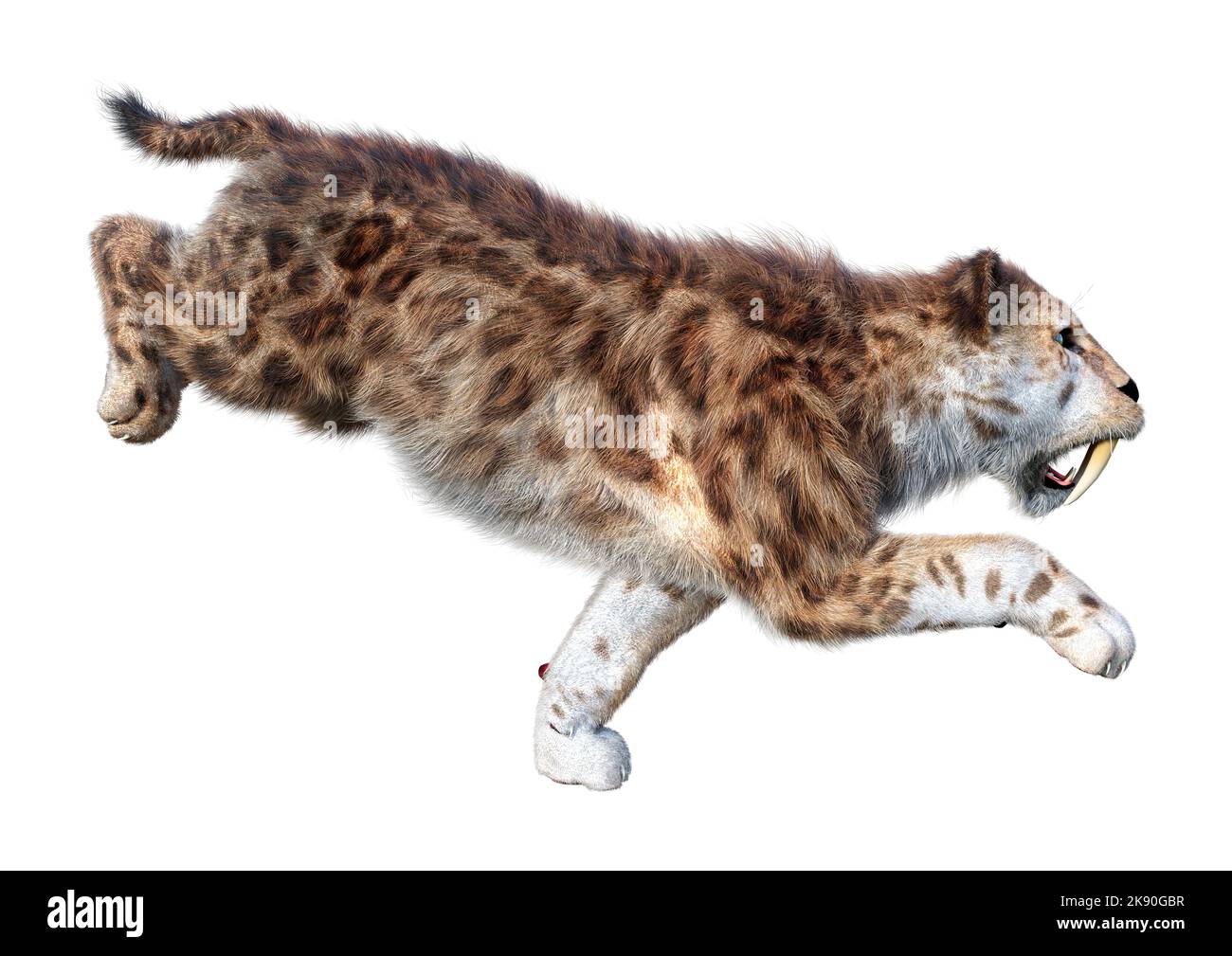 3D rendering of a sabertooth tiger isolated on white background Stock ...