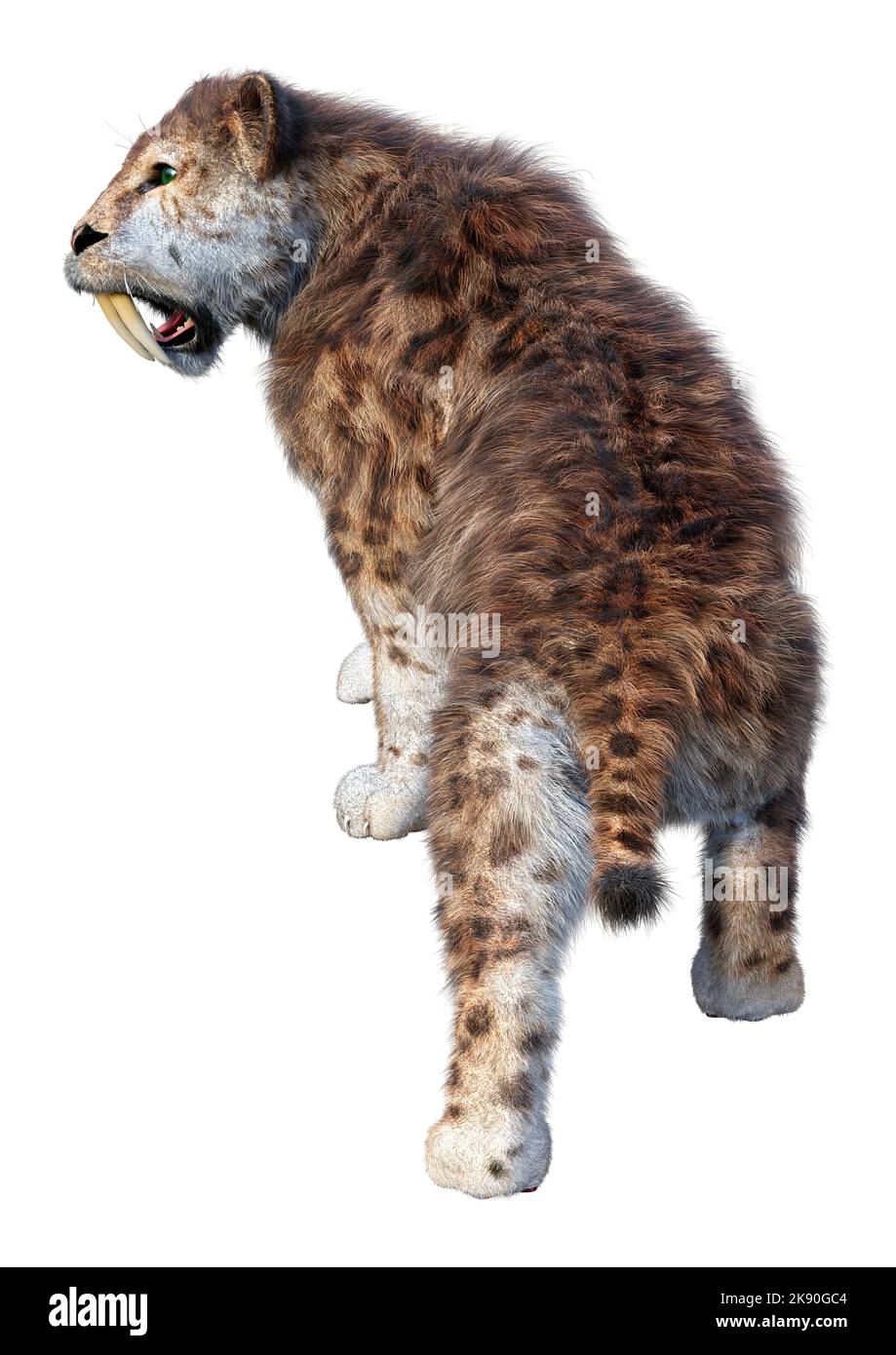 3D rendering of a sabertooth tiger isolated on white background Stock ...