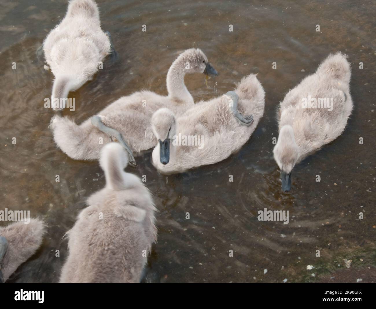 Cygnets, The Serpentine, Hyde Park, London, UK Stock Photo - Alamy
