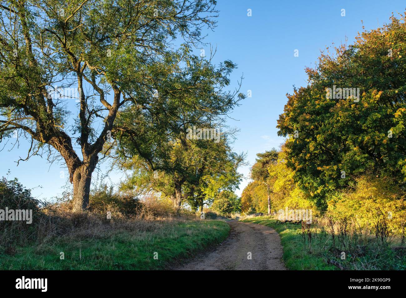 Morning autumn sunlight along the cotswold way. Near Stanway, Cotswolds, Gloucestershire ...