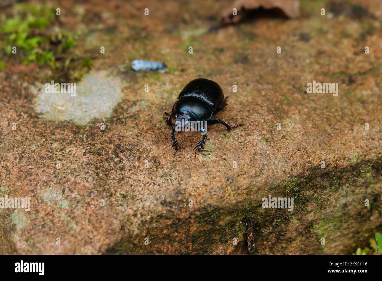 Earth boring dung beetle hi-res stock photography and images - Alamy