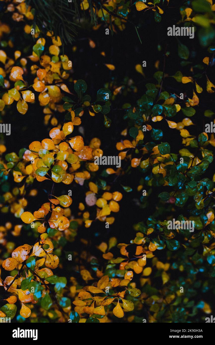 Half dried wet leaves hi-res stock photography and images - Alamy