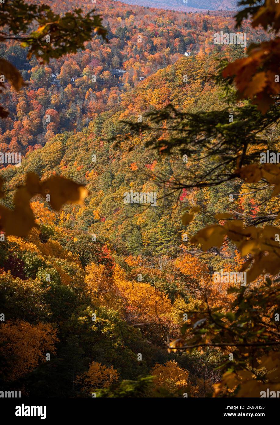 A magic autumn forest with colorful trees, vertical Stock Photo - Alamy