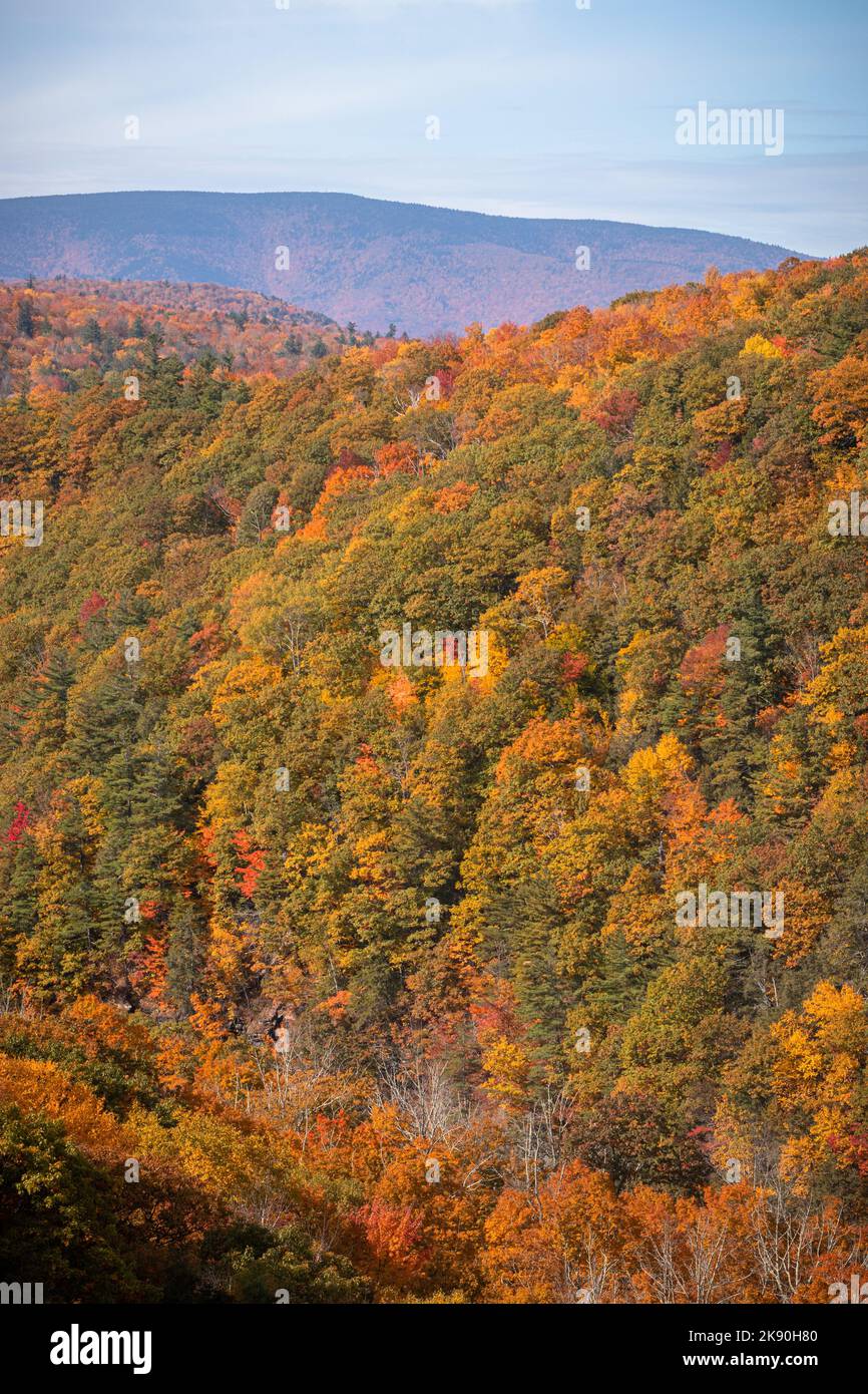 A magic autumn forest with colorful trees, vertical Stock Photo - Alamy