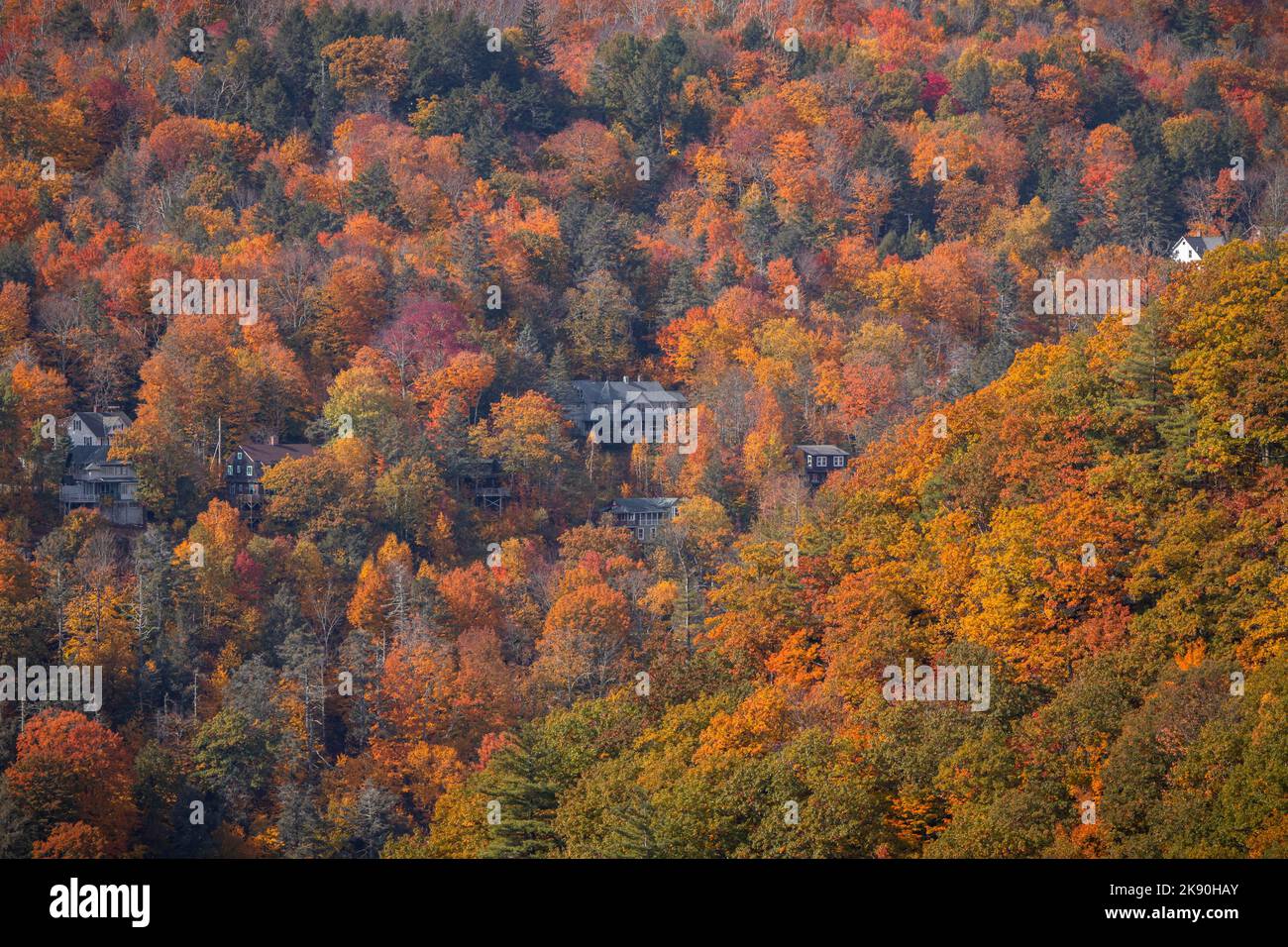 A magic autumn forest with colorful trees Stock Photo - Alamy