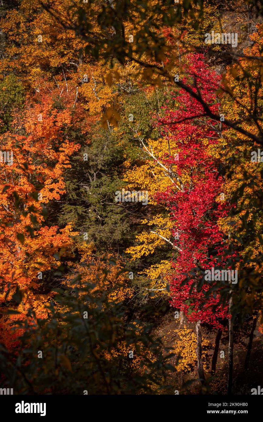 A magic autumn forest with colorful trees, vertical Stock Photo - Alamy