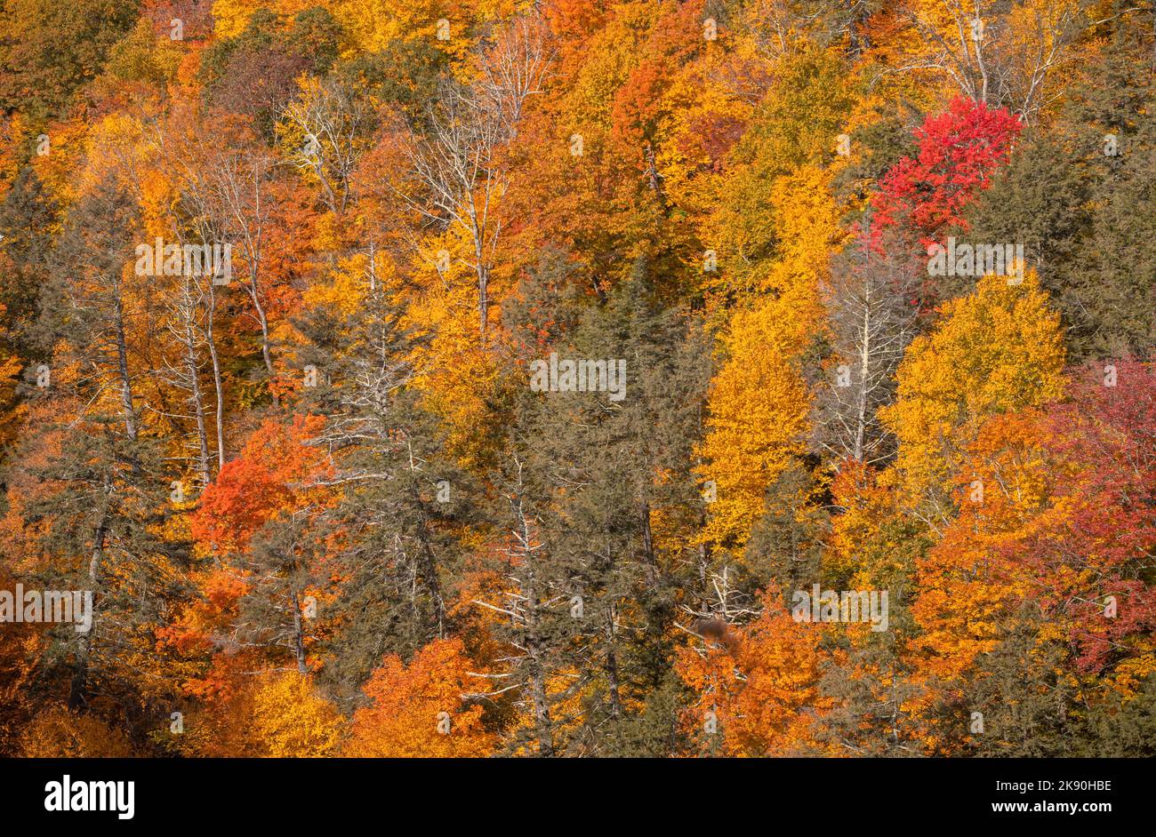 A magic autumn forest with colorful trees Stock Photo - Alamy