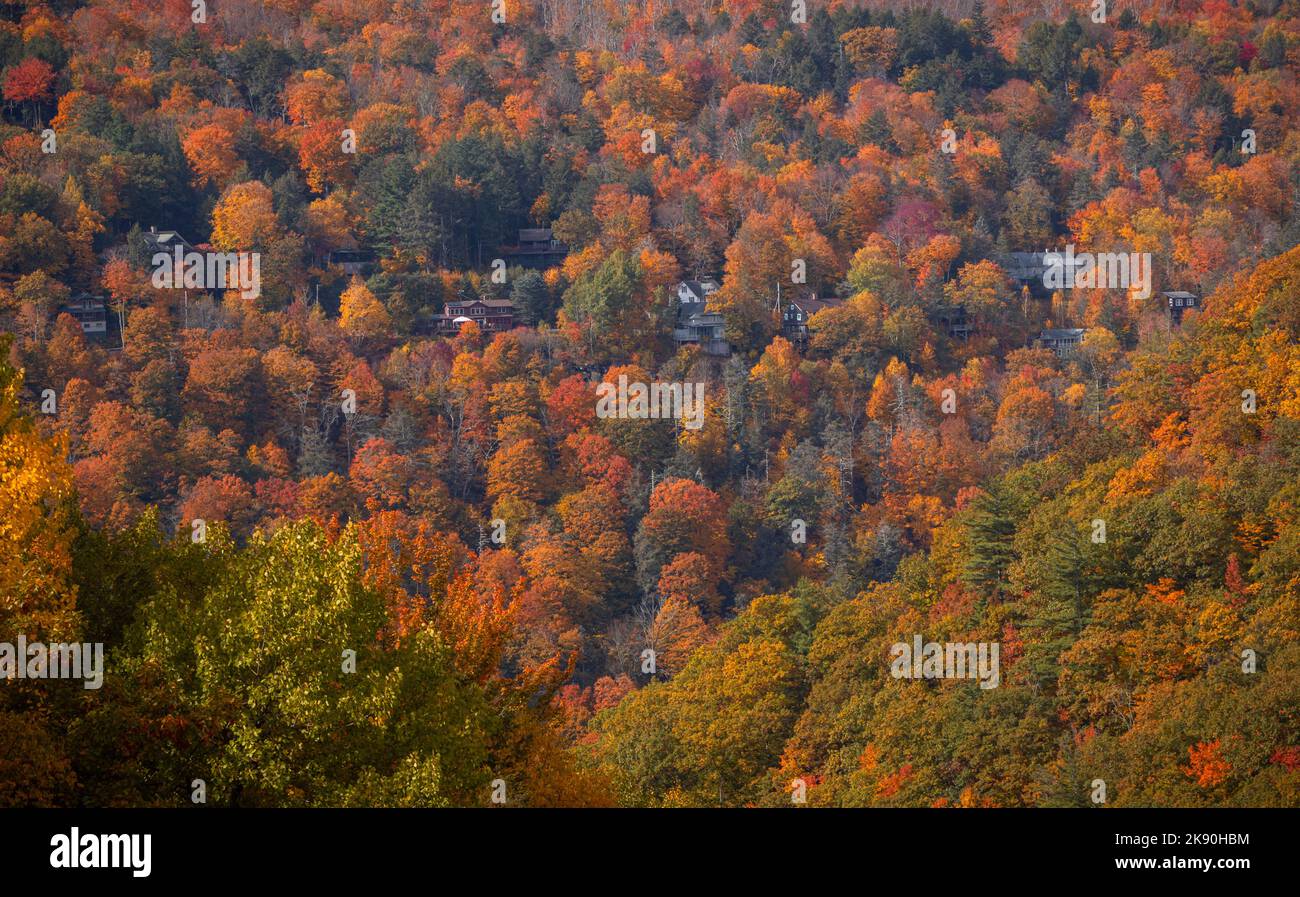 A magic autumn forest with colorful trees Stock Photo - Alamy