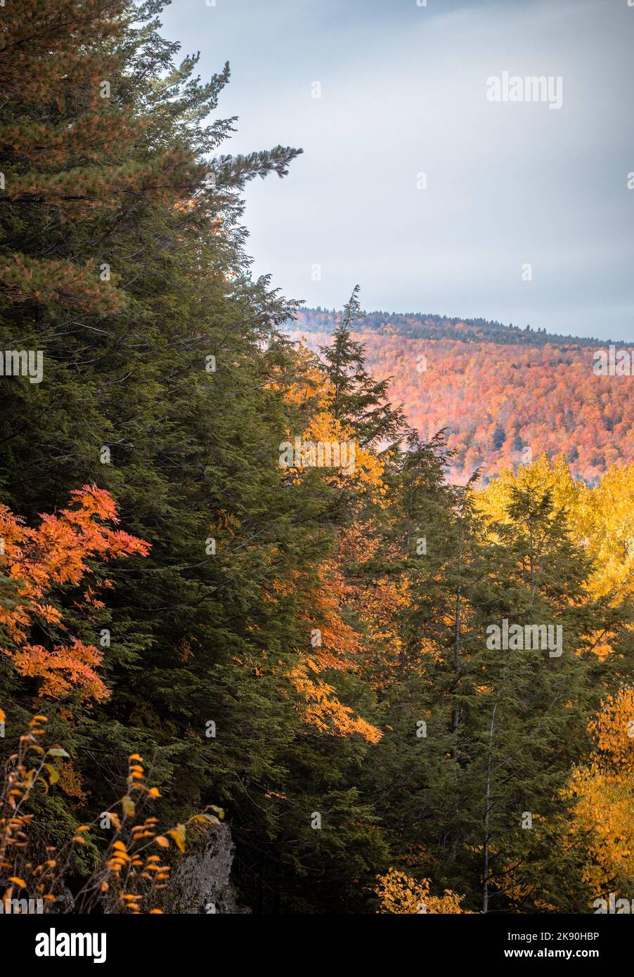 A magic autumn forest with colorful trees, vertical Stock Photo - Alamy