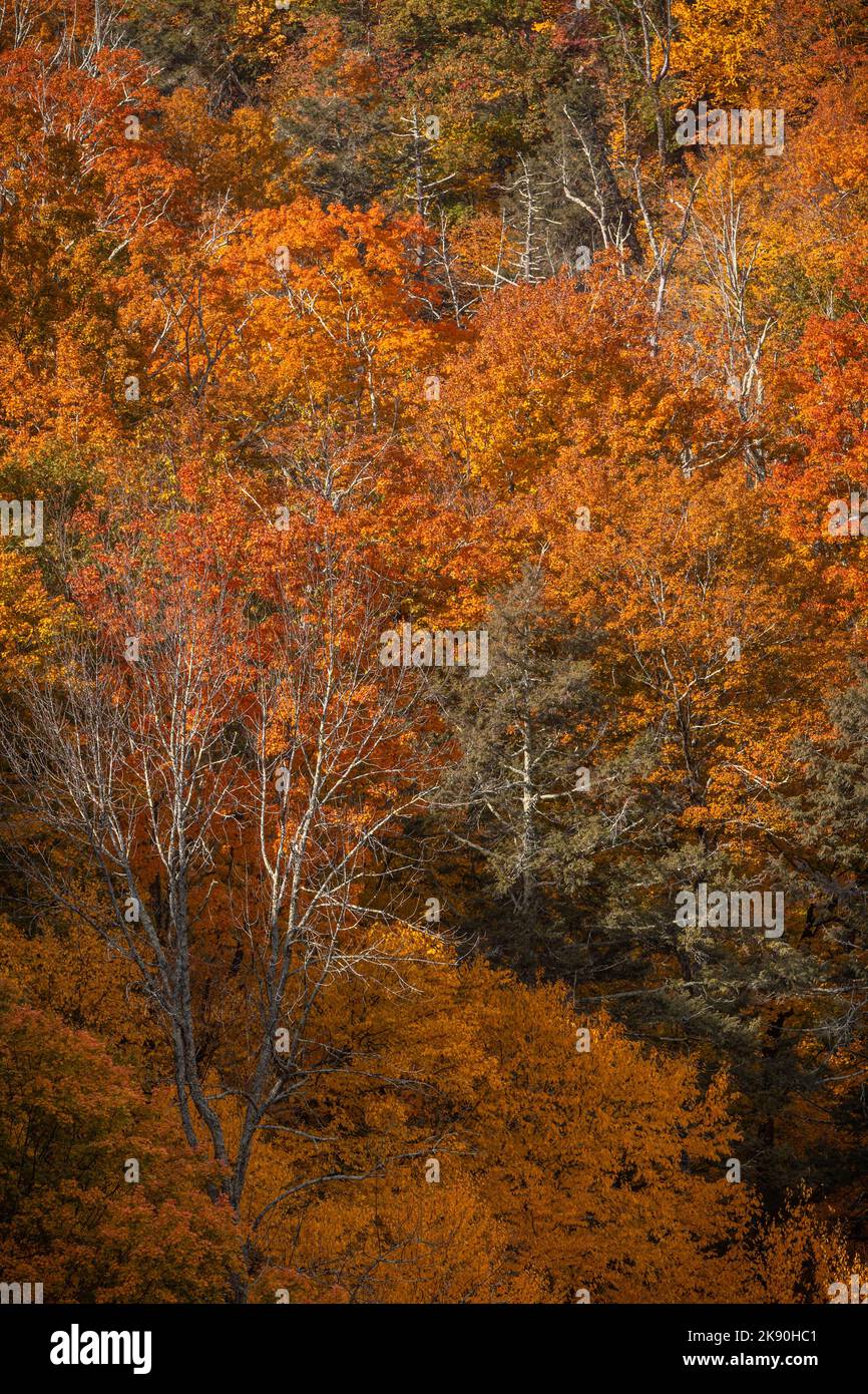 A magic autumn forest with colorful trees, vertical Stock Photo - Alamy