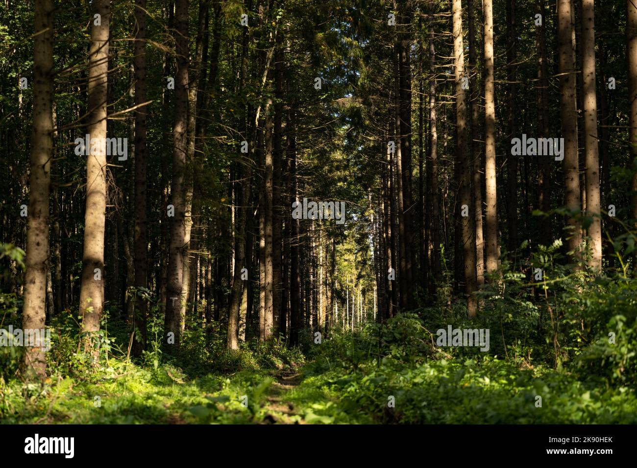 A landscape view of sunny pine forest ardennes with dense on grassland ...
