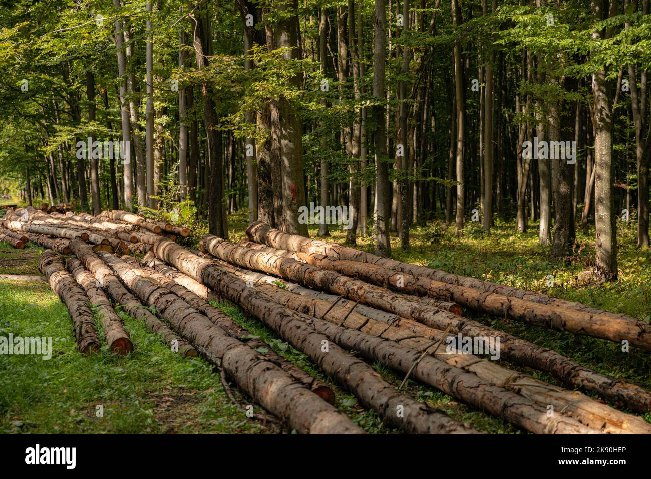 A pile cut wooden poles trees lying with behind trees under sunlight ...
