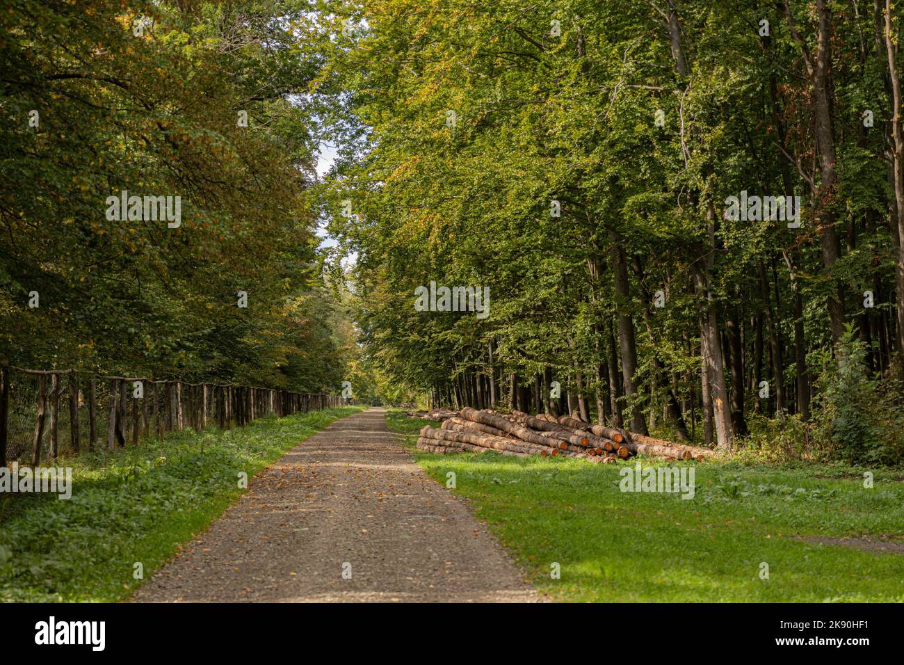 A landscape view of an unpaved road in dense forest with wooden fences ...