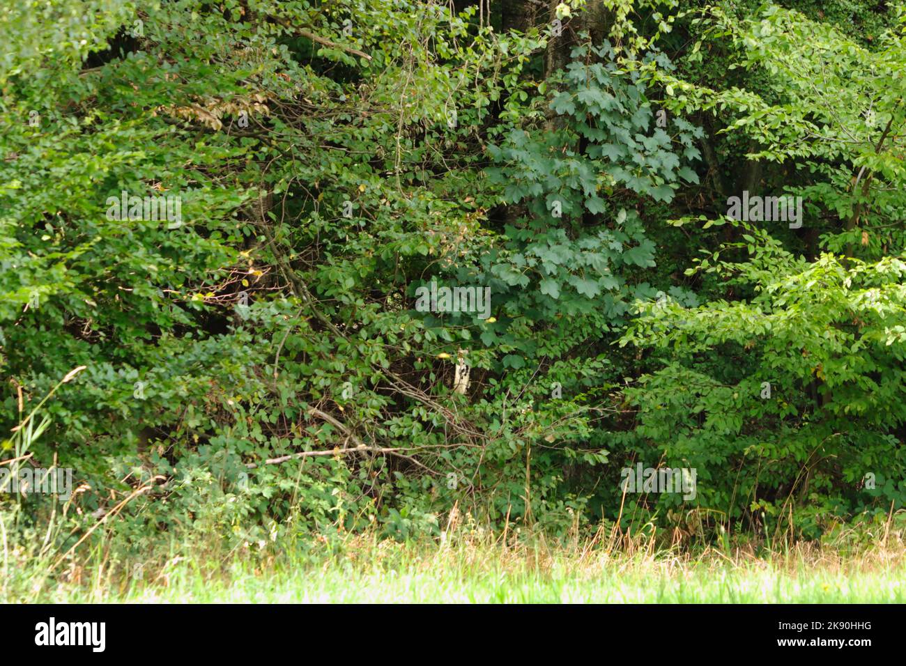 A landscape view of the trees in the field Stock Photo - Alamy