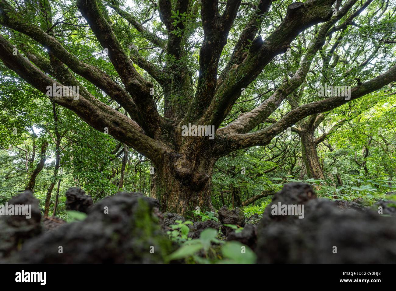 Maentwrog hi-res stock photography and images - Alamy