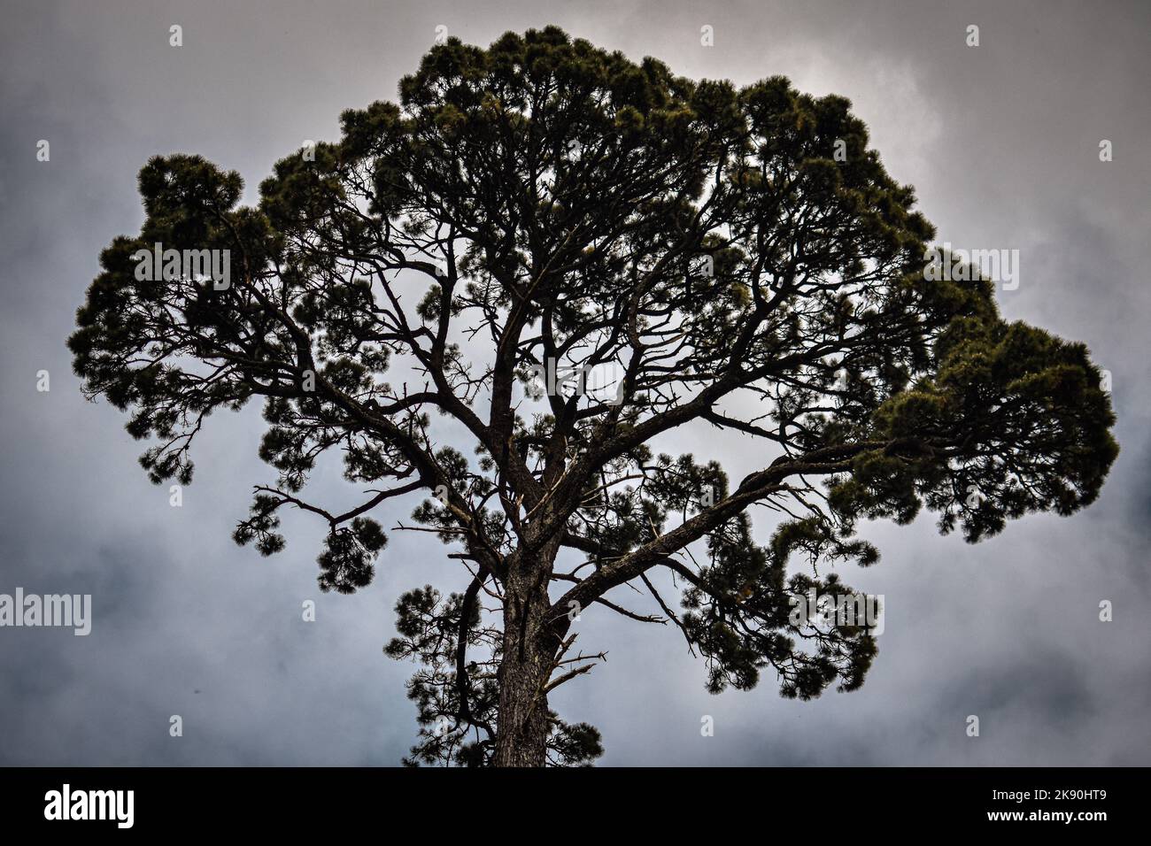 Symmetrical tree hi-res stock photography and images - Alamy