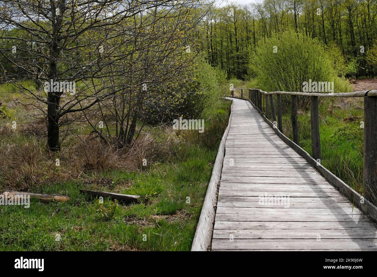 Wooden path leading through a forest in the Eifel region Stock Photo ...