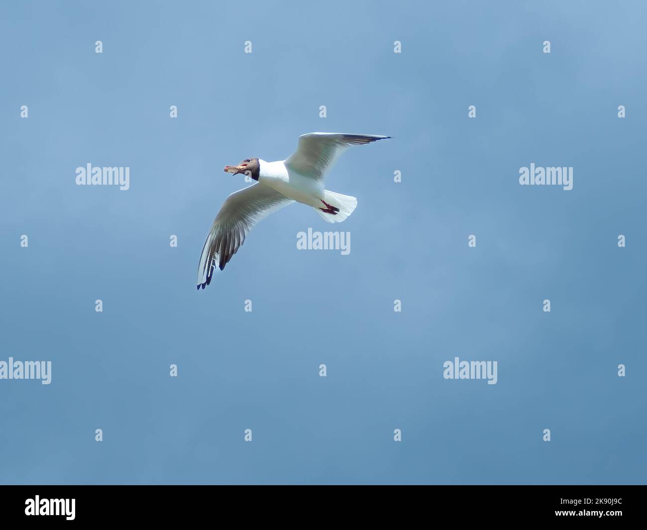 A Large white-headed gull flying in the clear sky Stock Photo - Alamy