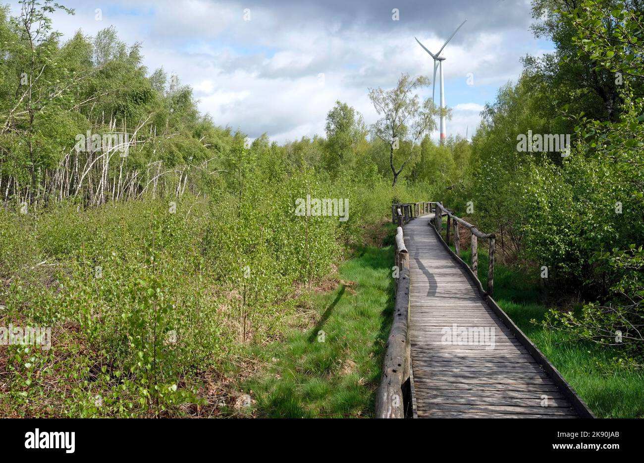 Wooden path leading through a forest in the Eifel region Stock Photo ...