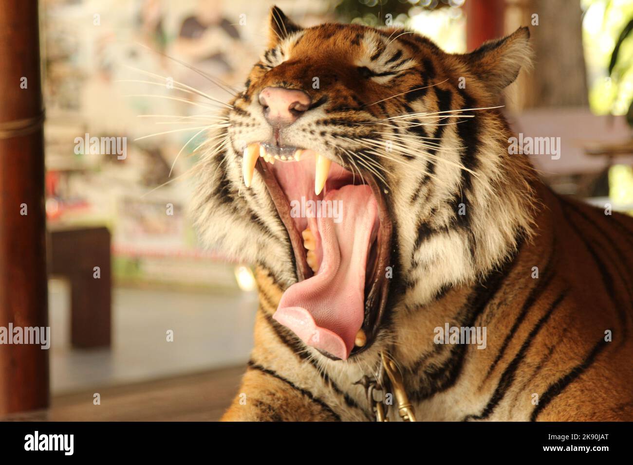 A closeup of a yawning tiger laying and resting with blurred background ...