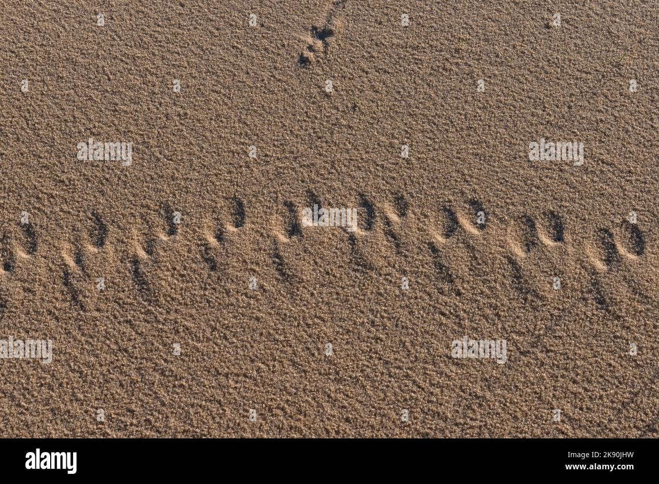 Camel footprints left on the sand. Background out of focus Stock Photo ...