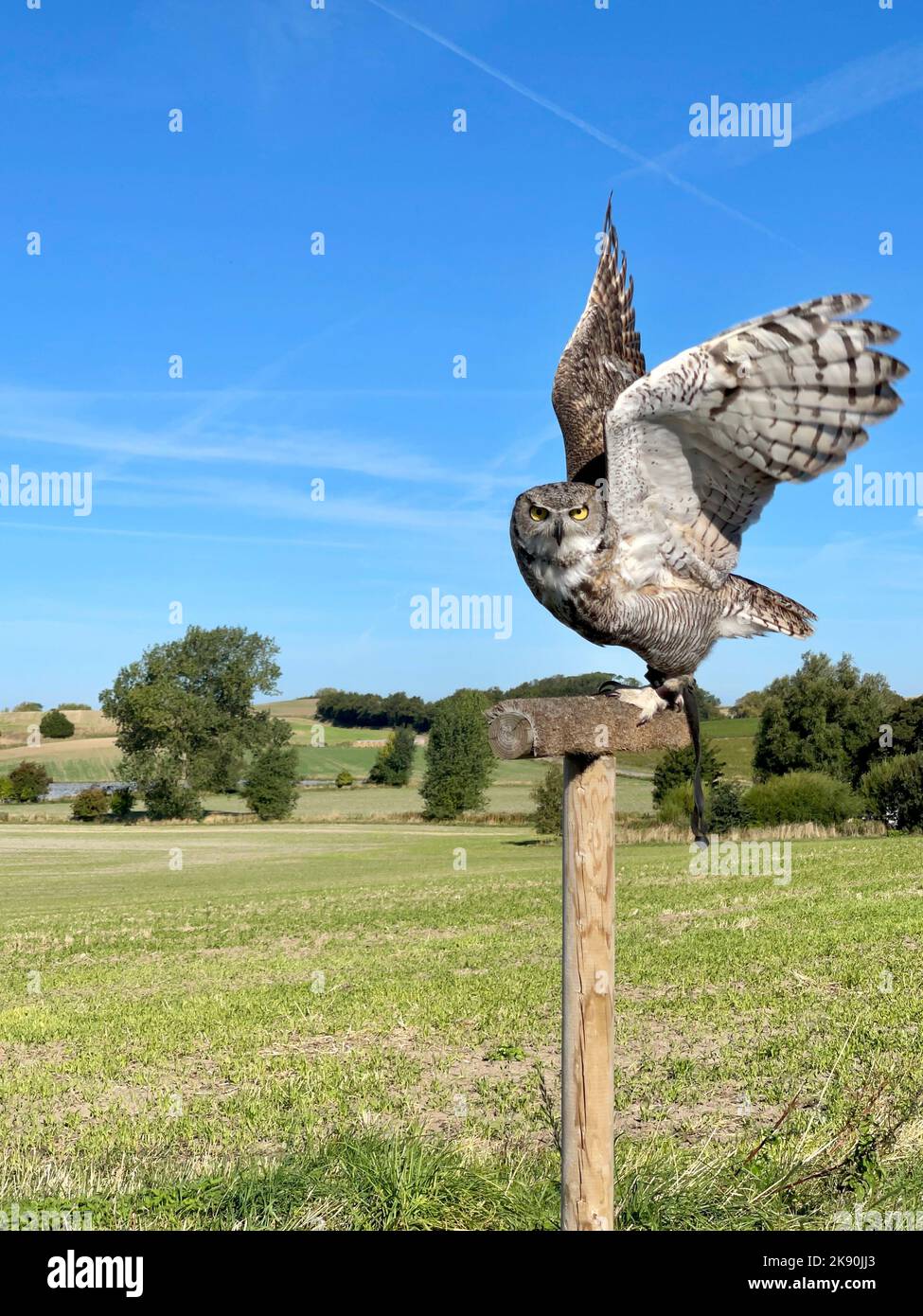 A vertical closeup of a beautiful wild owl perched on a wooden column ...