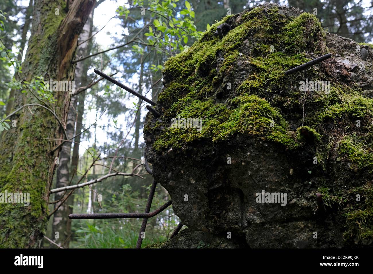 Remains of a bunker in the Hurtgen Forest in Germany Stock Photo - Alamy
