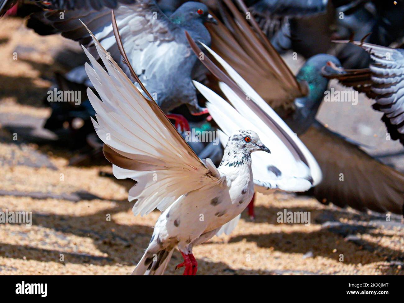 a white pigeon with open wings on the background of flock of pigeons ...
