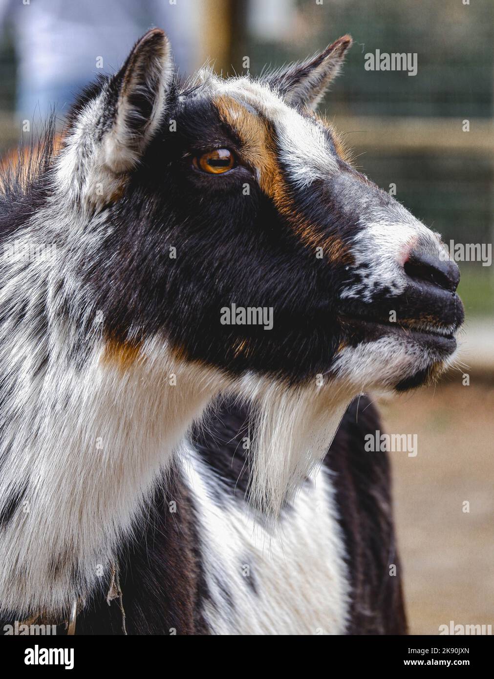 A vertical closeup shot of a white and black spotted goat outdoors ...