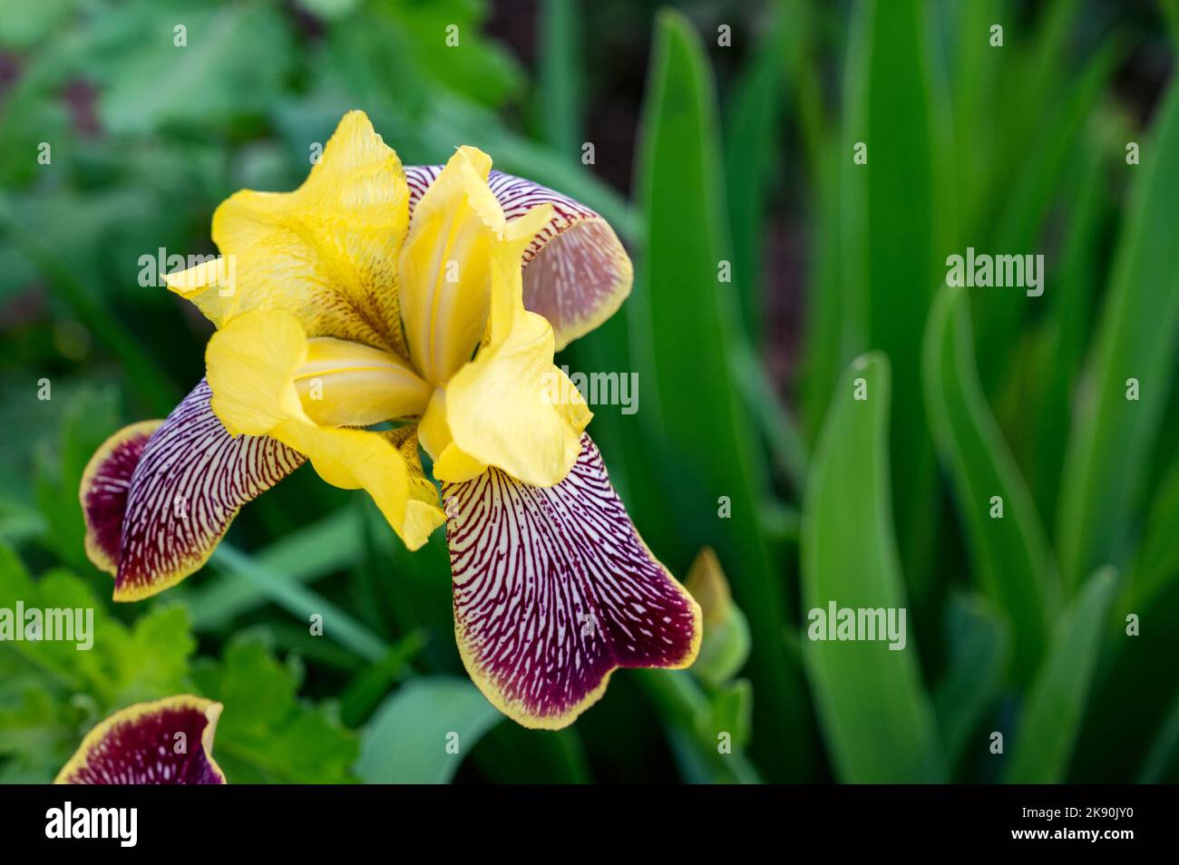 Yellow maroon iris flower hi-res stock photography and images - Alamy