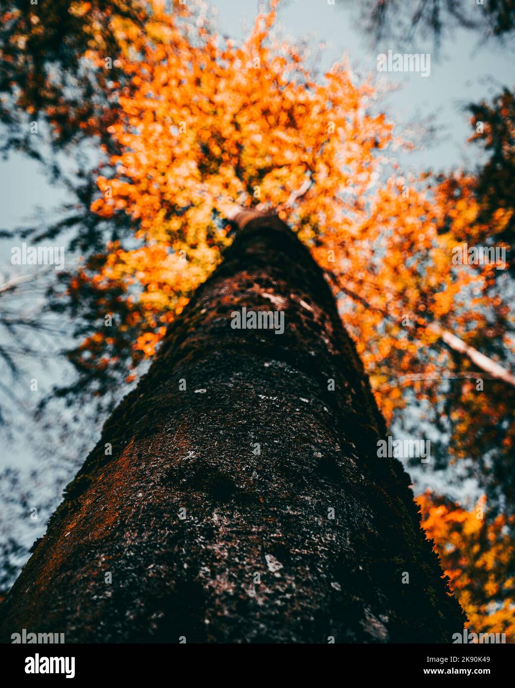 A vertical undershot of a maple tree reaching into the sky in autumn ...