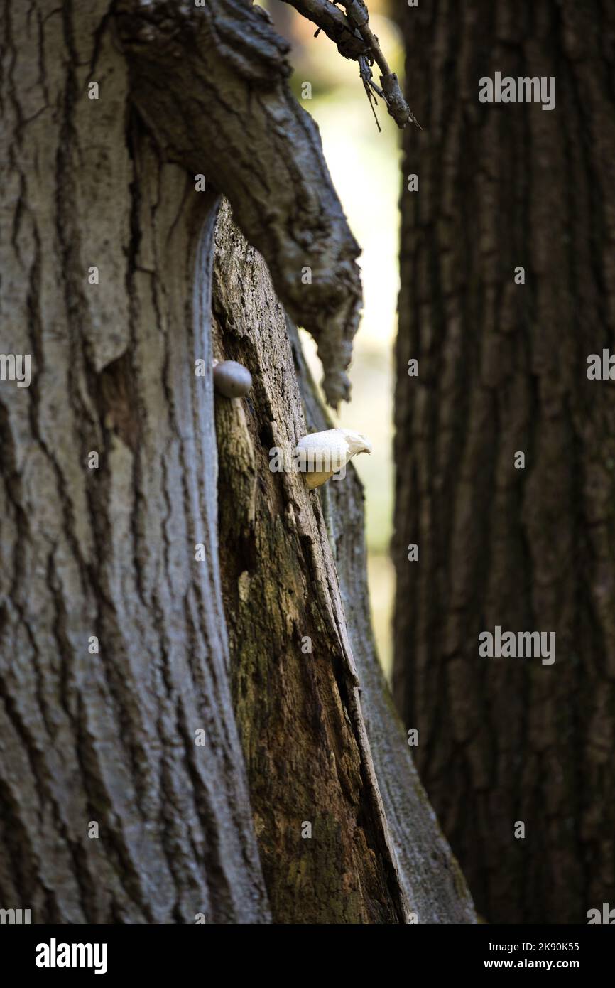 A vertical closeup of a giant tree trunk with Crepidotus mollis with ...