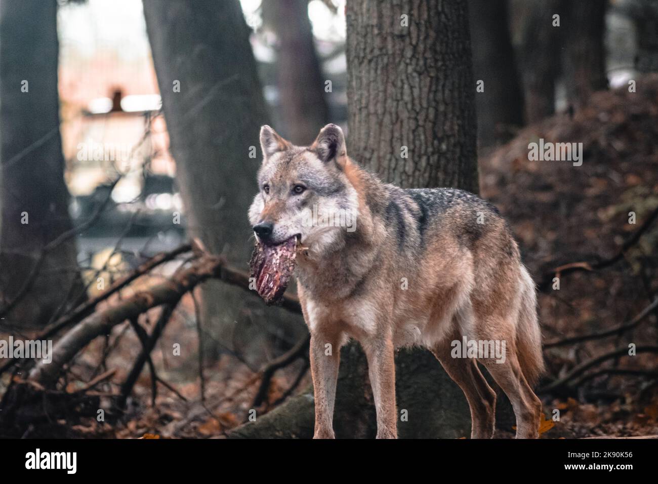 A side closeup of a Eurasian wolf in the forest, holding meat with a ...