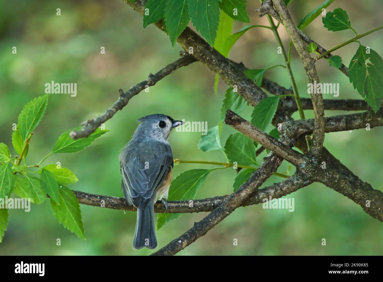 A beautiful fluffy gray jay bird peched on a tree branch with green ...