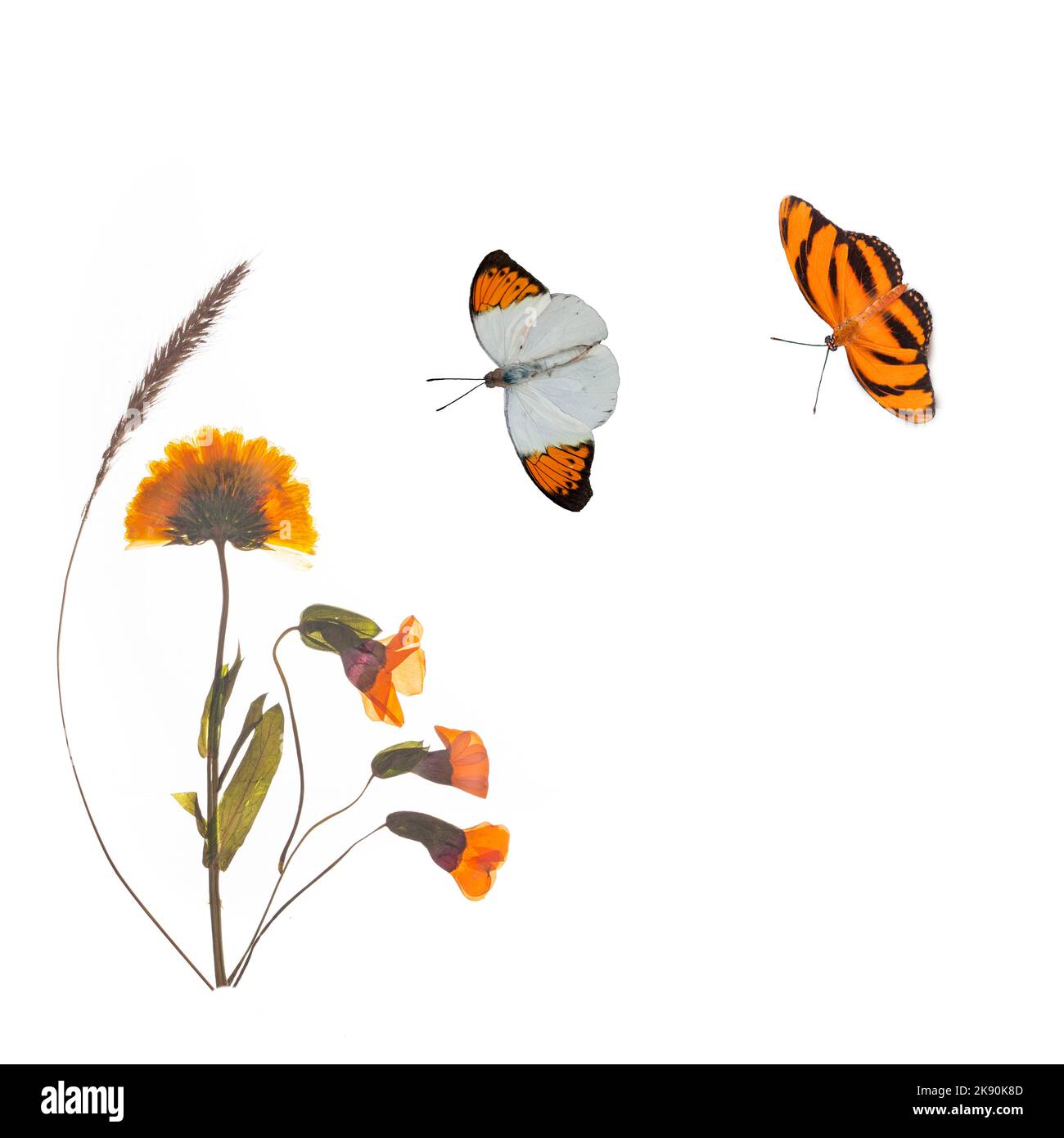 Orange pressed poppy and butterfly with two butterflies Stock Photo - Alamy