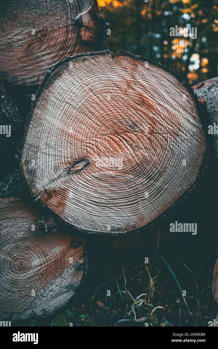 Trunk circles hi-res stock photography and images - Alamy