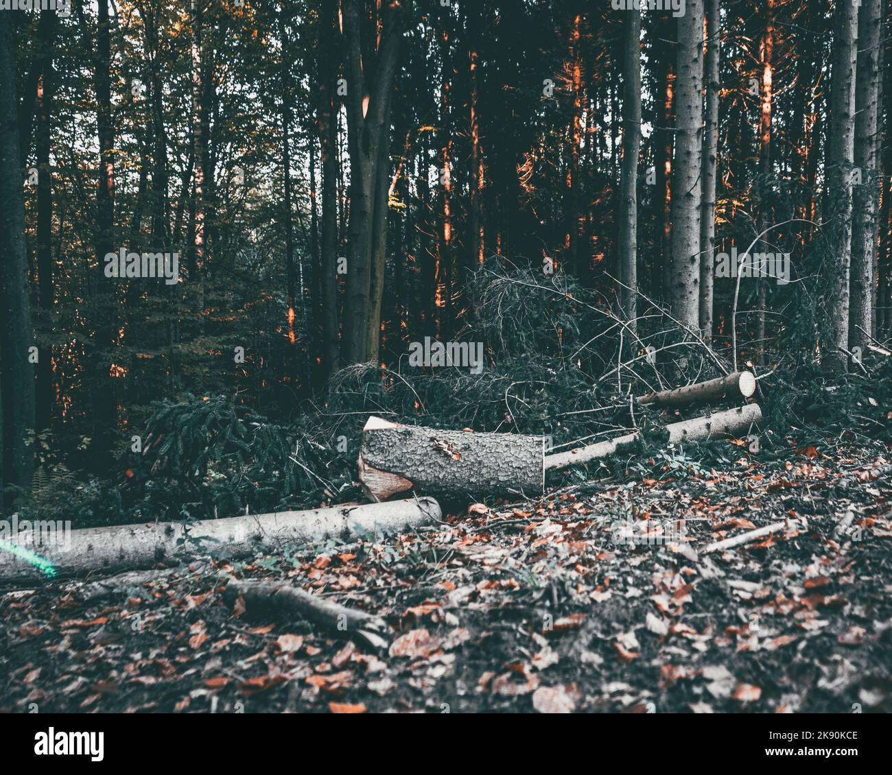 A cut tree trunk on the litter in the autumn forest, sunlit trees ...