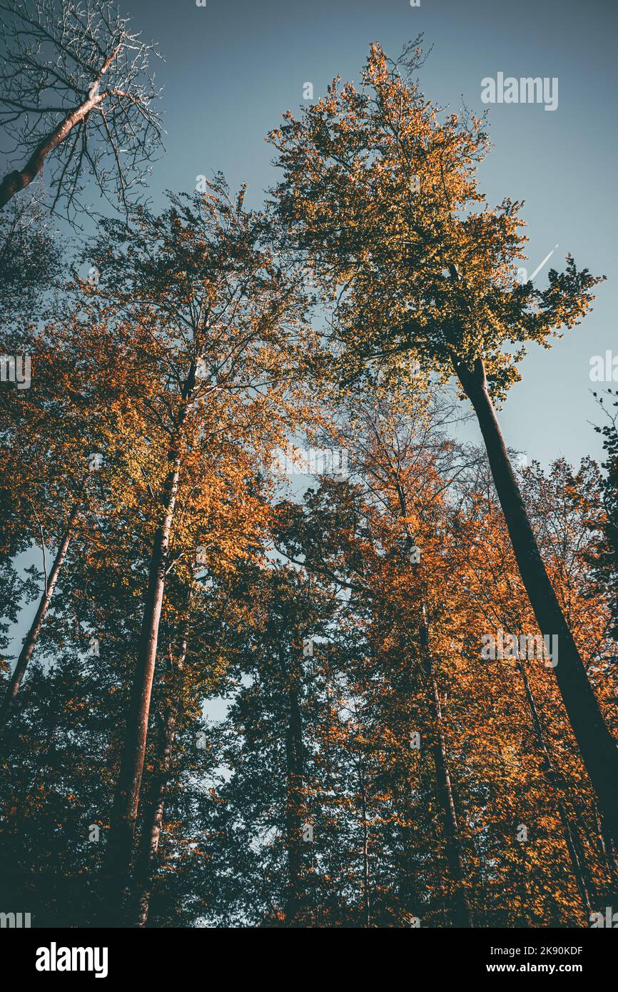 A low-angle vertical of sunlit autumn forest trees clear sky background ...
