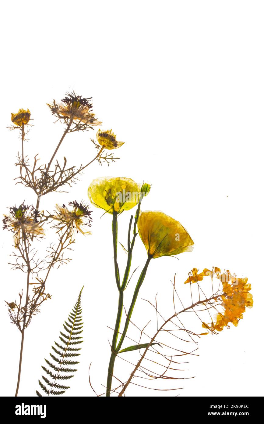 Yellow pressed dried flowers hi-res stock photography and images - Alamy
