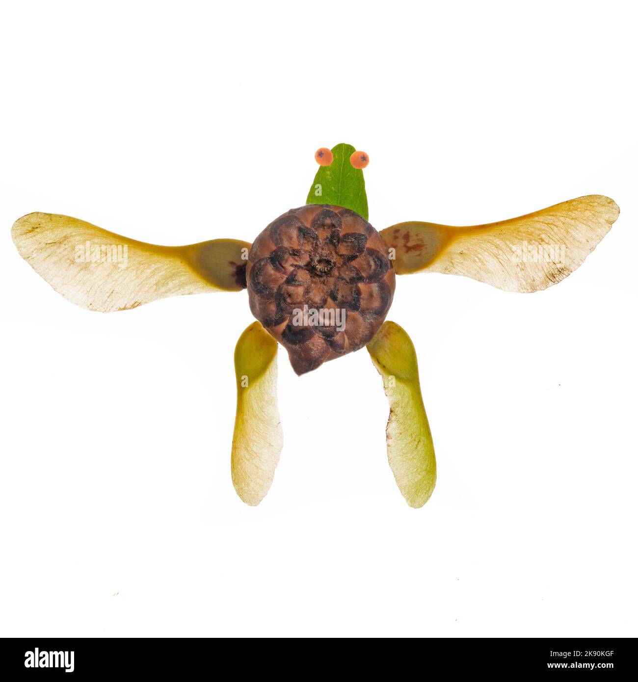 Natural creations hi-res stock photography and images - Alamy