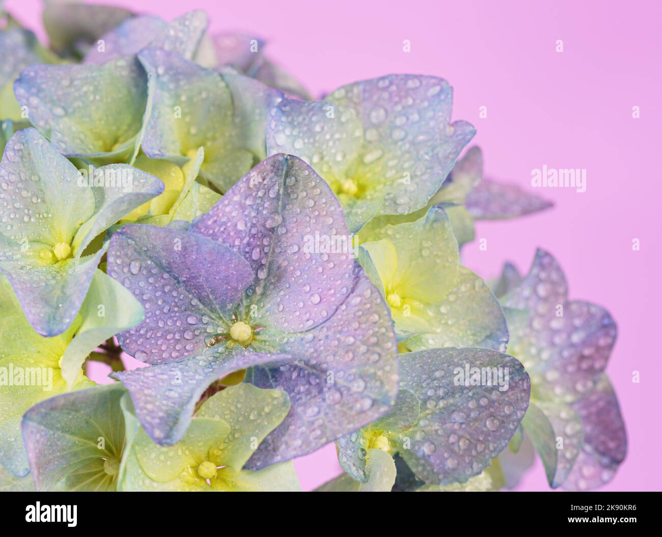 Spring Nature background with blooming hydrangea flowers Stock Photo ...