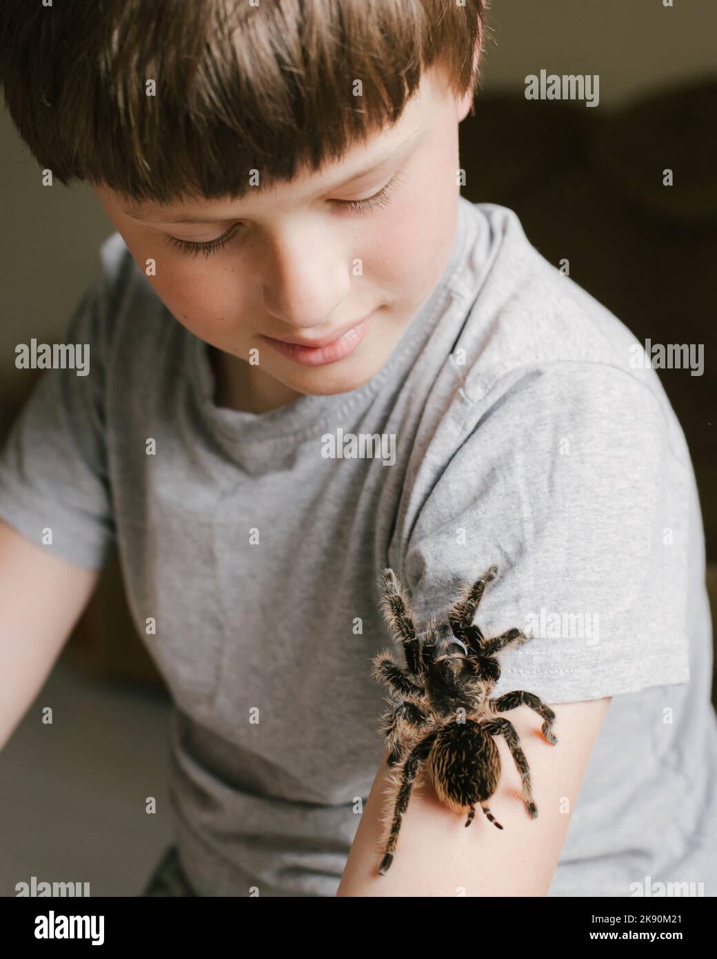 large tarantula on child's arm. scary spider crawls over a boy Stock ...