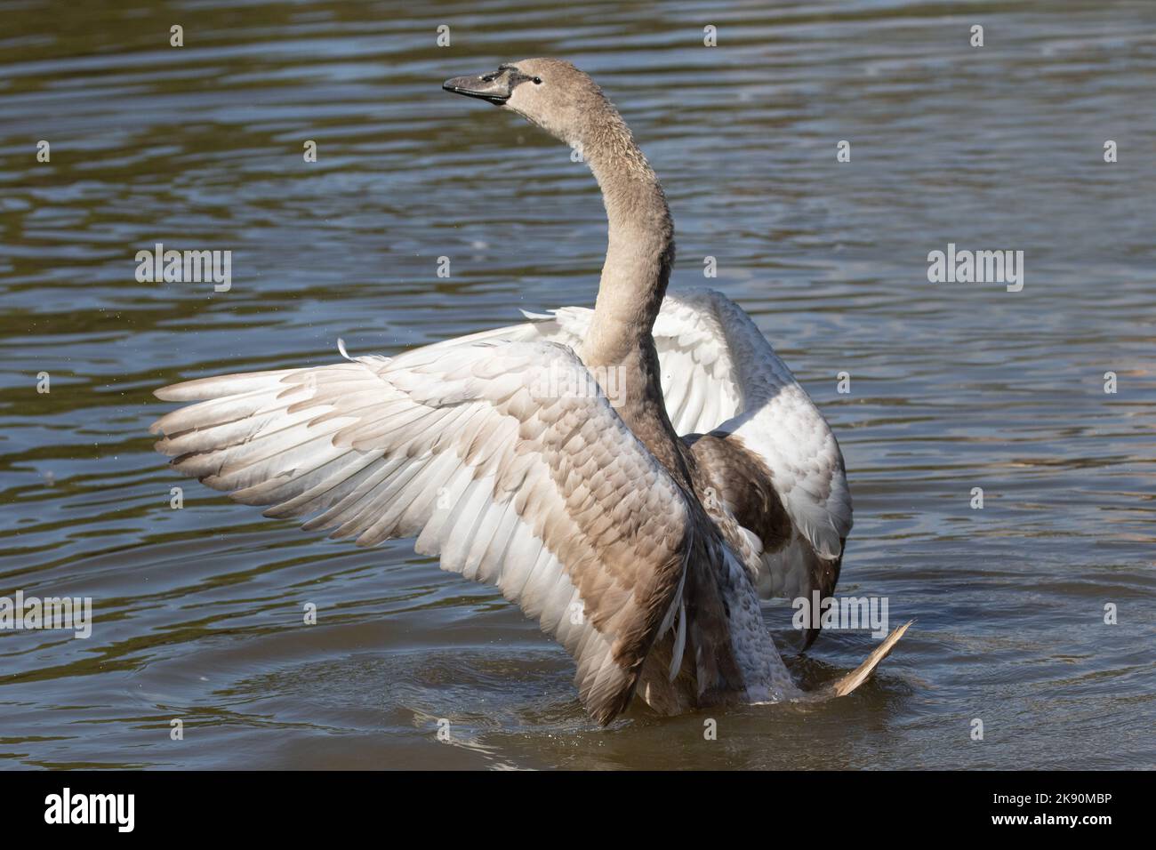 Juvenile mute swan cygnus olor hi-res stock photography and images - Alamy