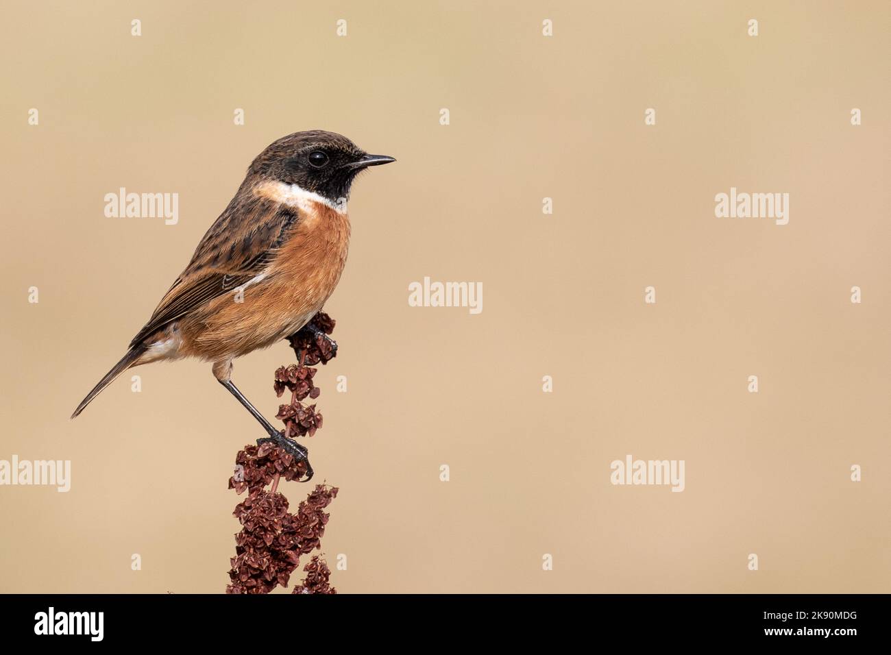Common stonechat autumn hi-res stock photography and images - Alamy