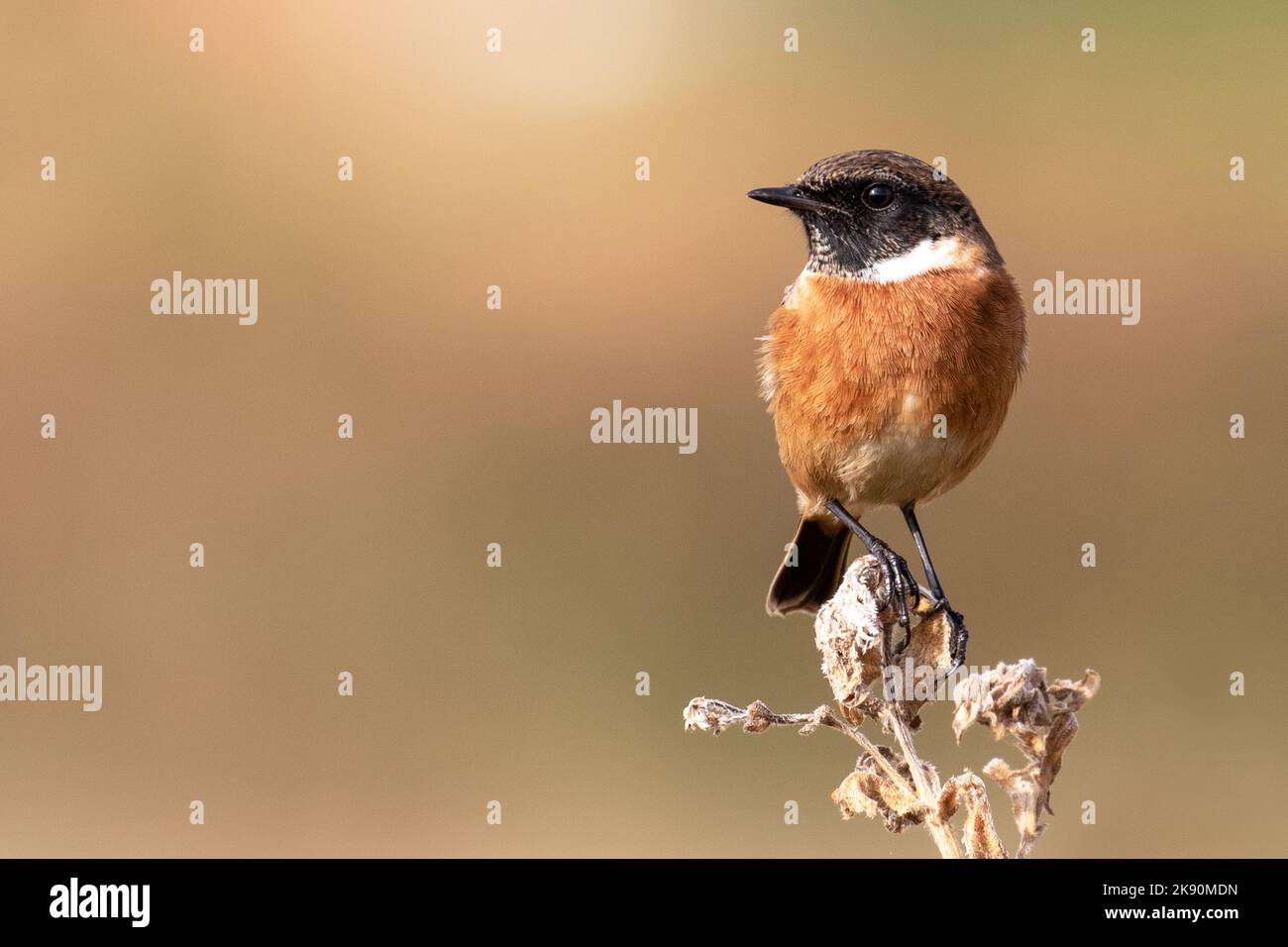 Common stonechat autumn hi-res stock photography and images - Alamy