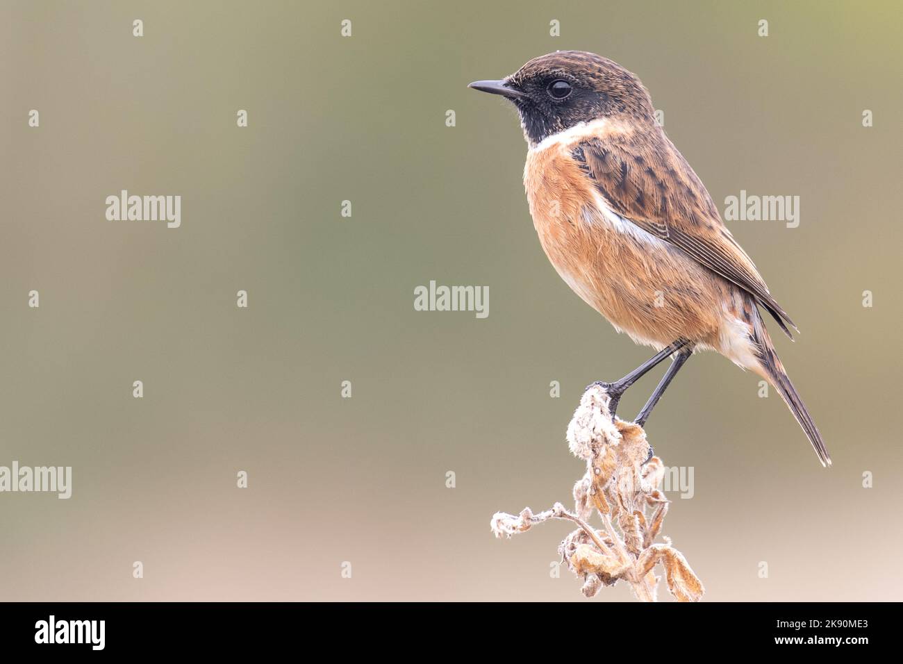 Male migration hi-res stock photography and images - Alamy